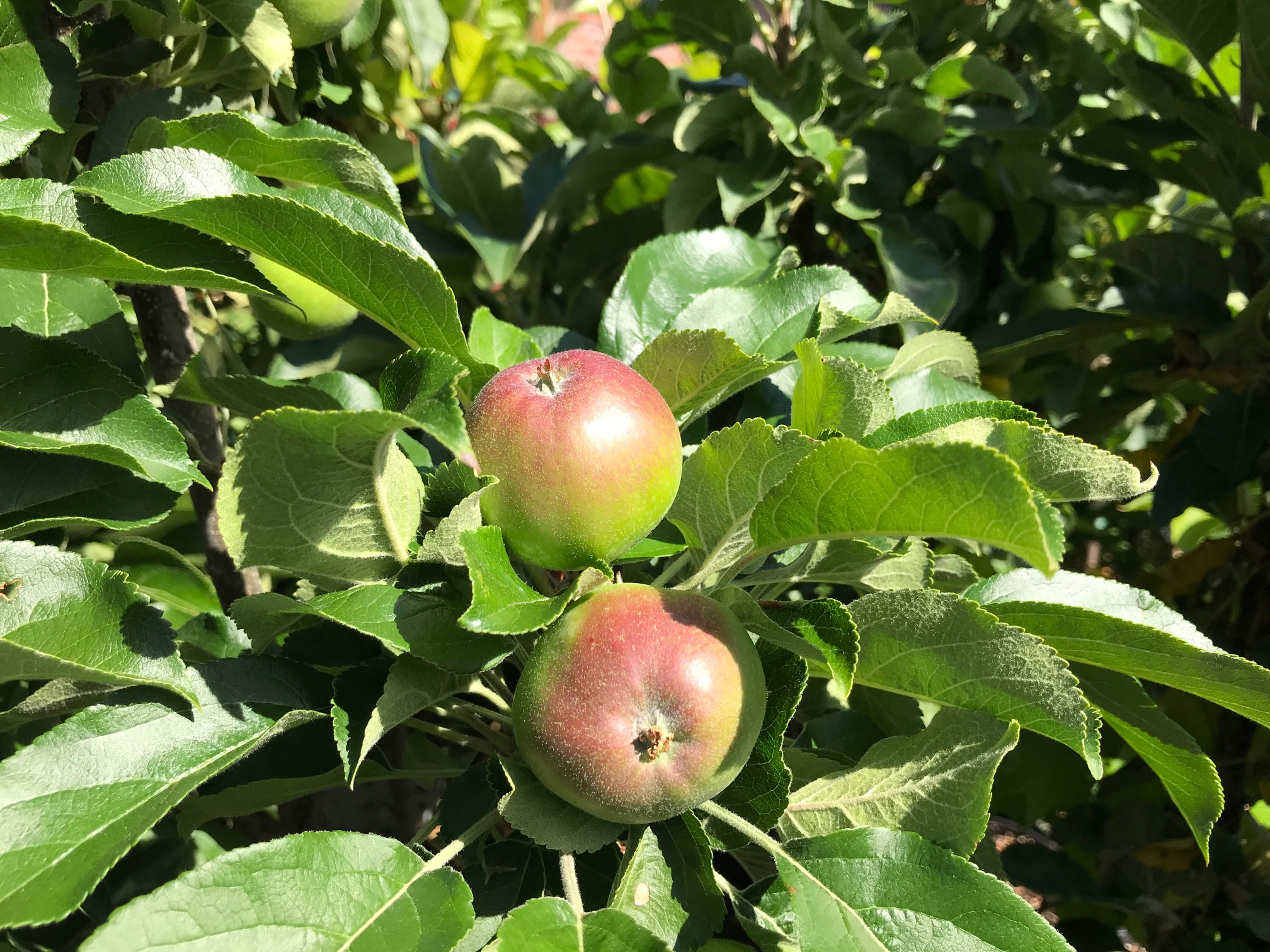 It’s Time to Plant Fruit! | Westside Seattle